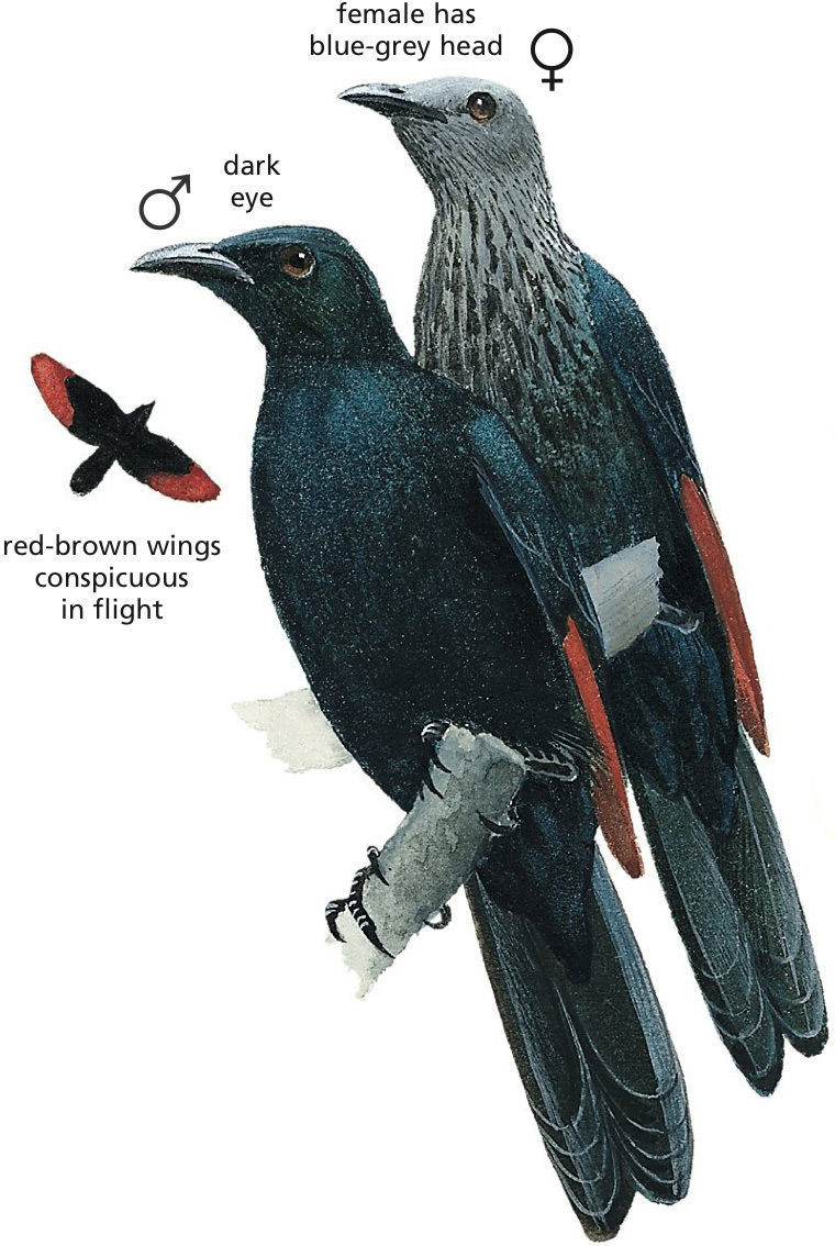 Red-winged Starling - Newman's Birds of Southern Africa