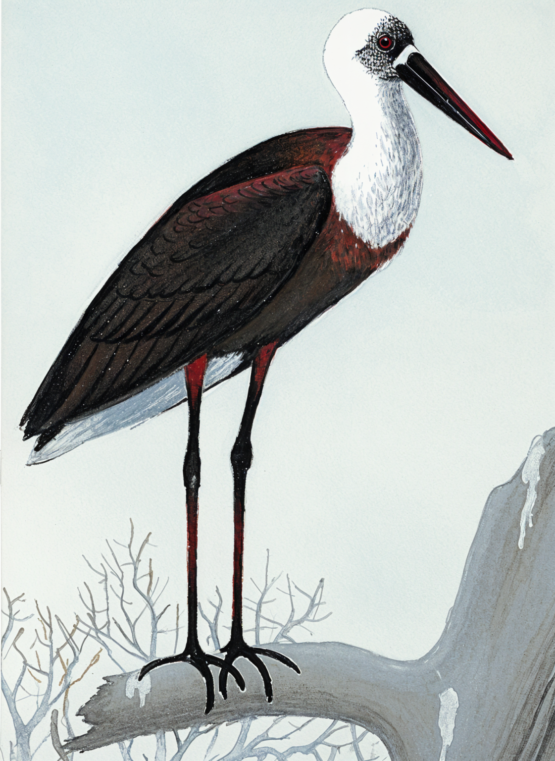 African Woolly-necked Stork - Newman's Birds of Southern Africa
